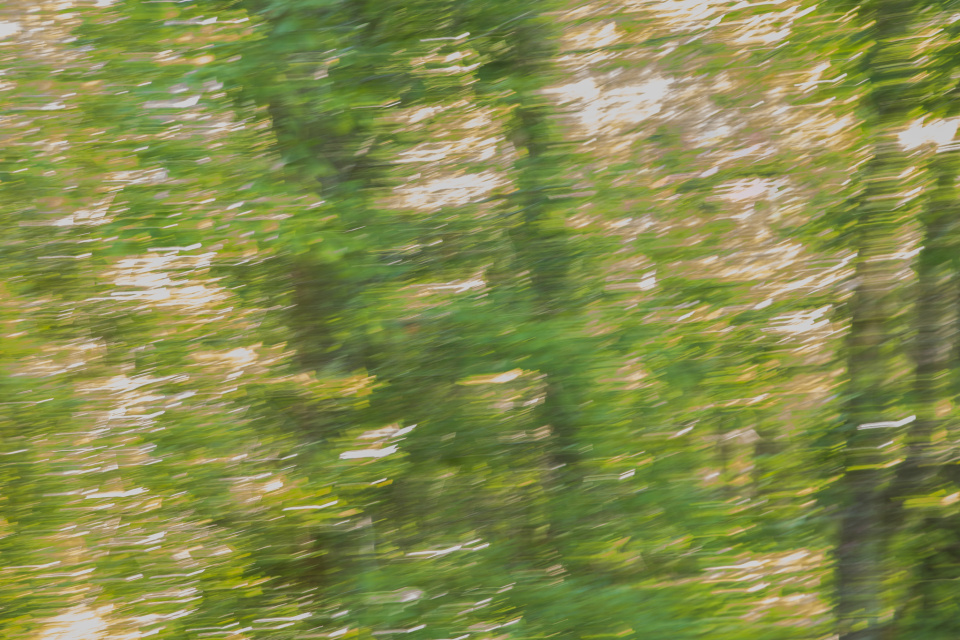 Trees | bugsman | Blipfoto