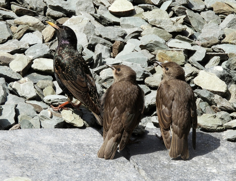 On the lookout | Tigger101 | Blipfoto