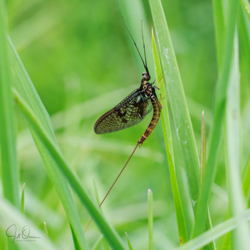 Spinner | JDO | Blipfoto