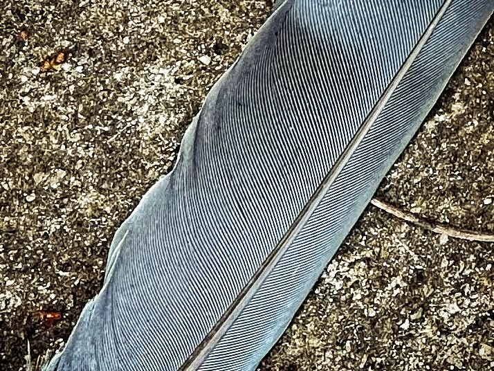 ‘Lost Feather’ | Chris_P | Blipfoto