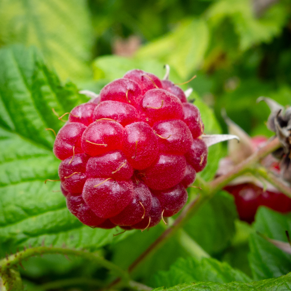 Emergency Raspberry Blip (ERB) | madwill | Blipfoto