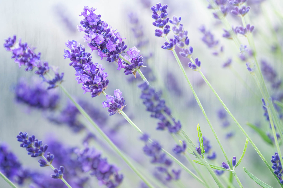 Garden Lavender | GrahamColling | Blipfoto