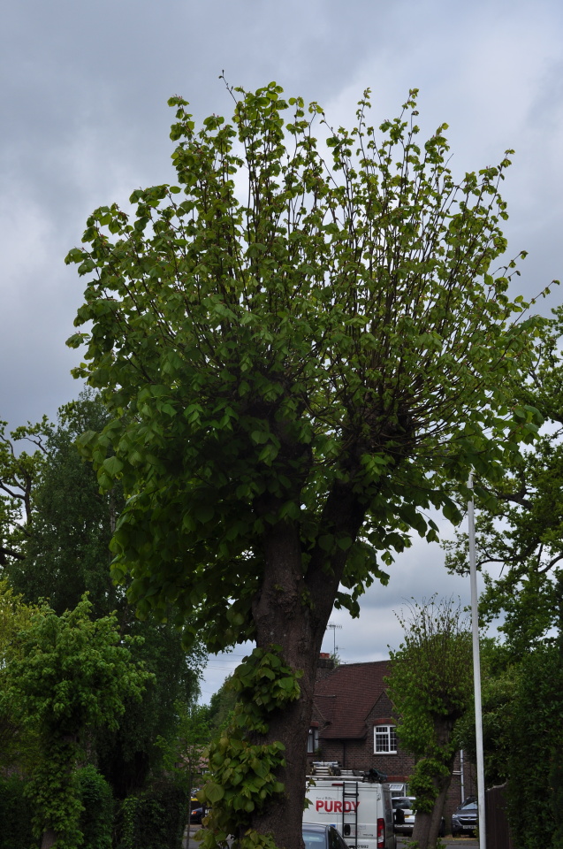 Pollarding | Dudders | Blipfoto