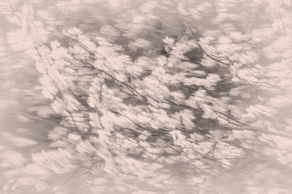 Cherry blossom in the wind | Ingeborg | Blipfoto