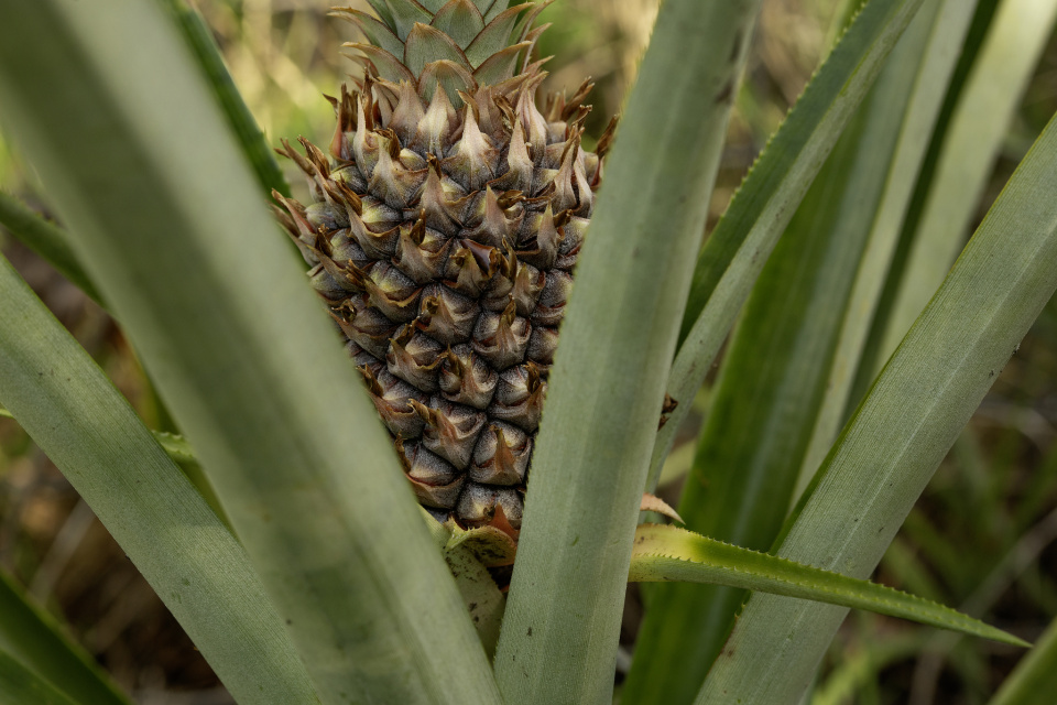 It's Growing | bugsman | Blipfoto