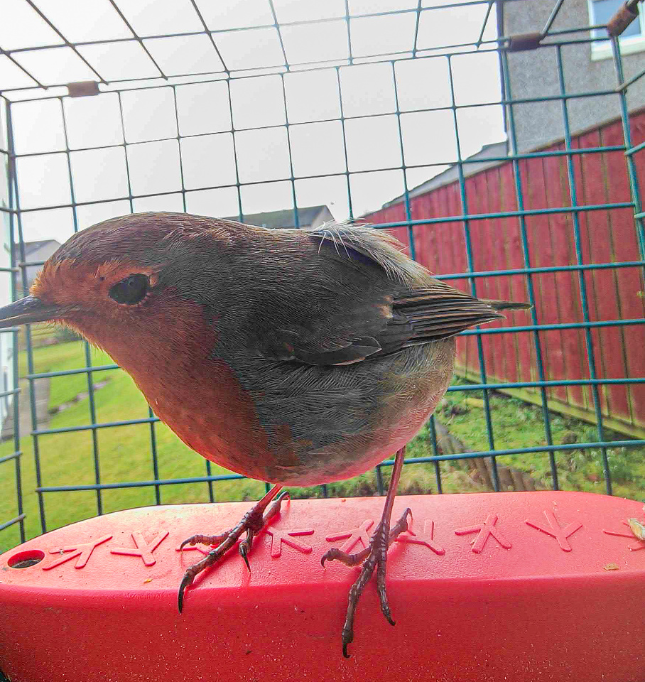 Robin | DarkEyedMary | Blipfoto