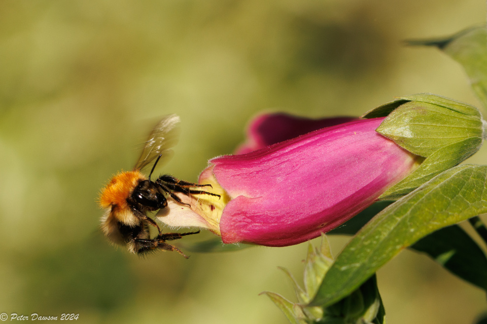 Bee plus... | peterdawson28 | Blipfoto