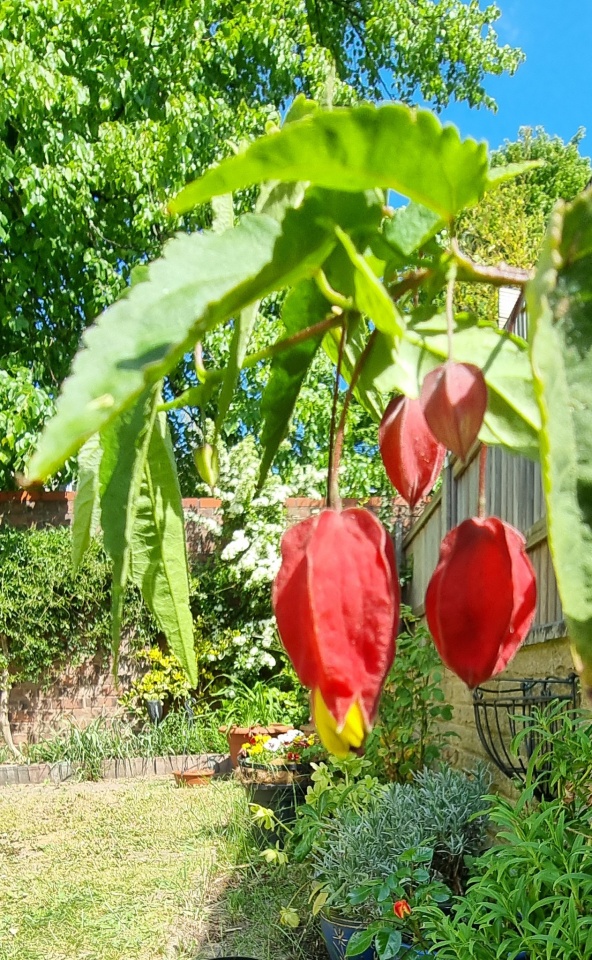 Abutilon Megapotamicum | Redberry | Blipfoto