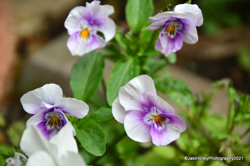 Pretty Little Violas | ThingsBeautiful | Blipfoto