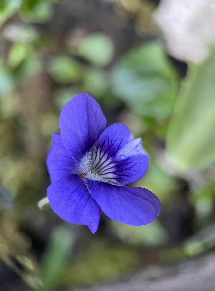My first violet | soozsnapz | Blipfoto