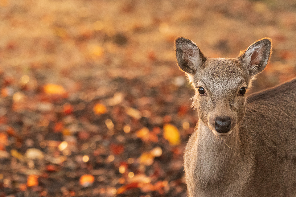 Autumn Deer | AH14 | Blipfoto