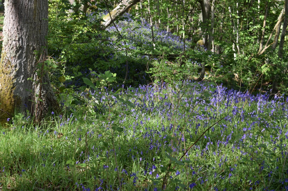 Scottish Bluebells | Martinski | Blipfoto