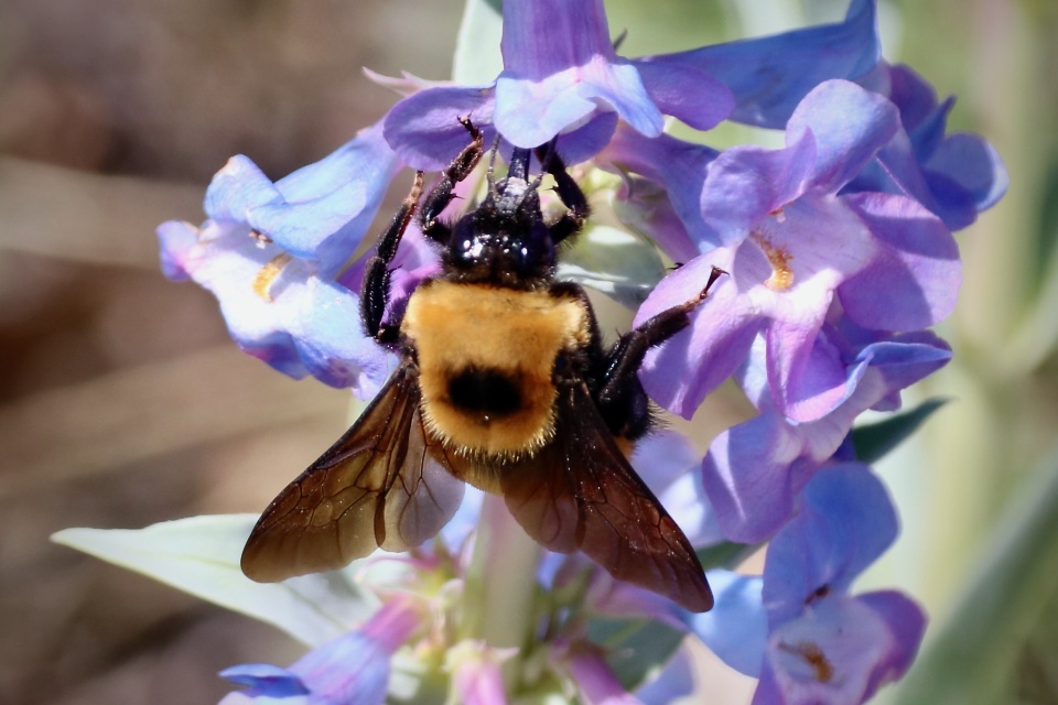 fuzzy bee | stillandknow | Blipfoto