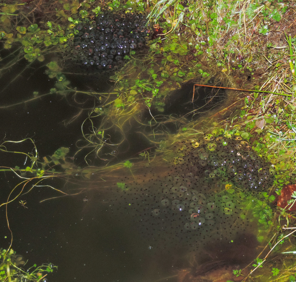 Frog spawn | DarkEyedMary | Blipfoto
