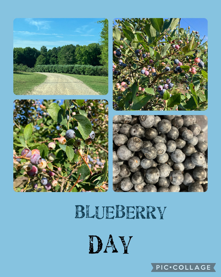 Blueberry Day | MaryElizaR | Blipfoto