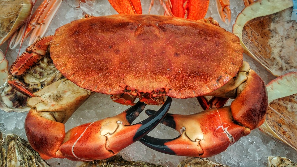 Crabbit! | snapper | Blipfoto