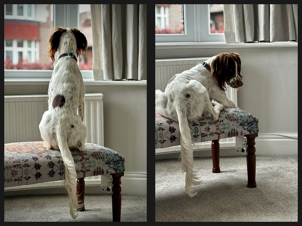 You Snooze, you Loose! | K9tam | Blipfoto