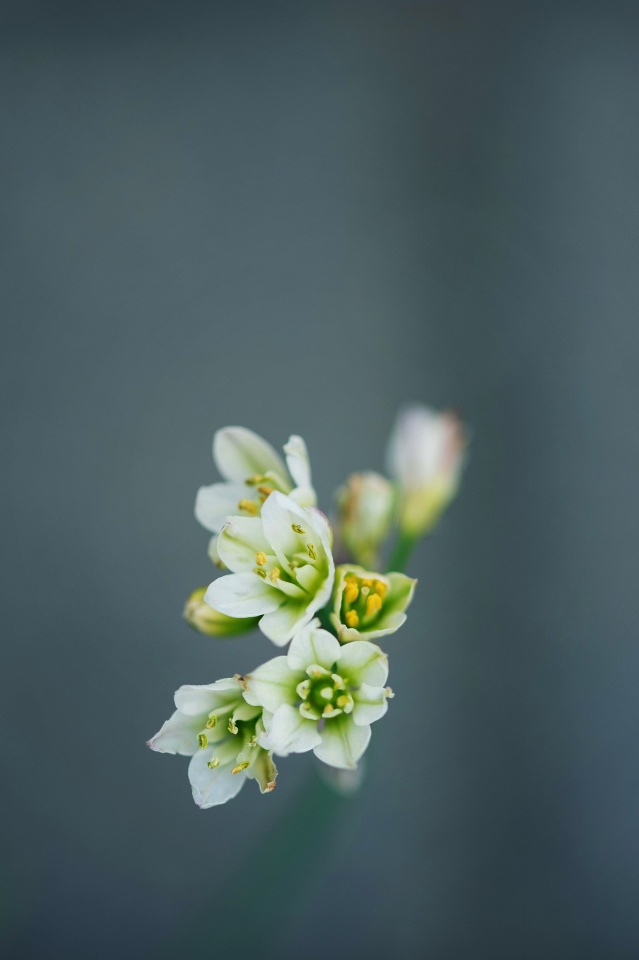 Flower Friday | Barking | Blipfoto