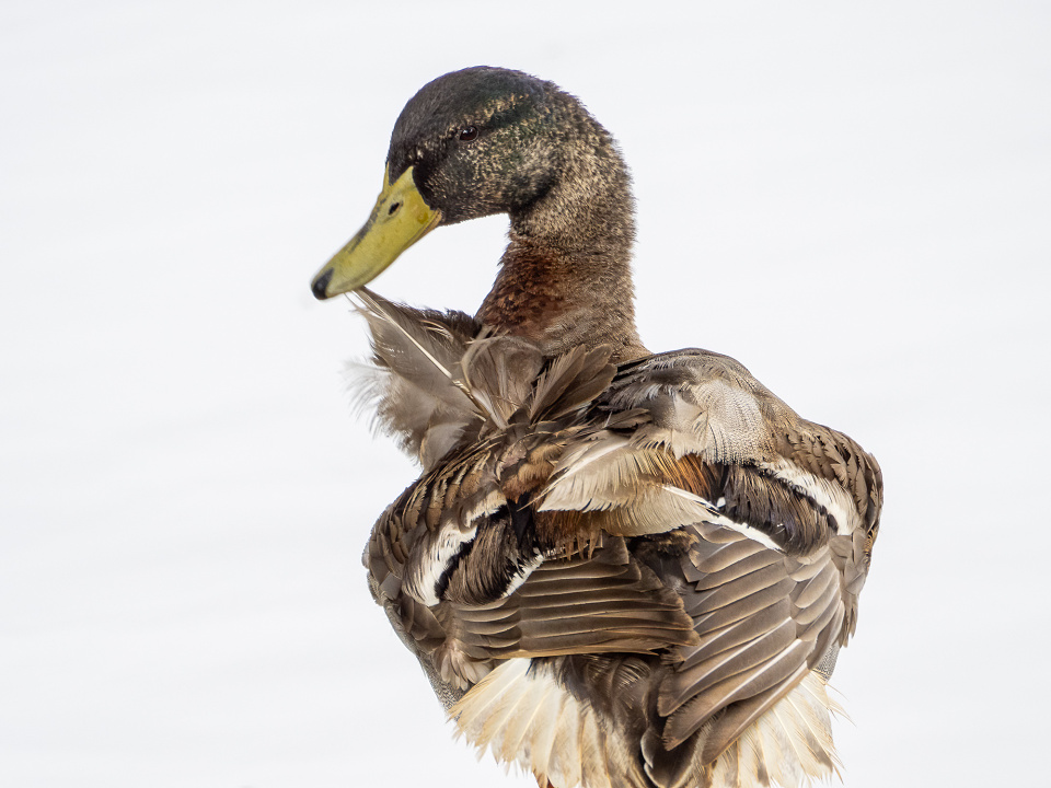 Portrait of a Duck | AH14 | Blipfoto
