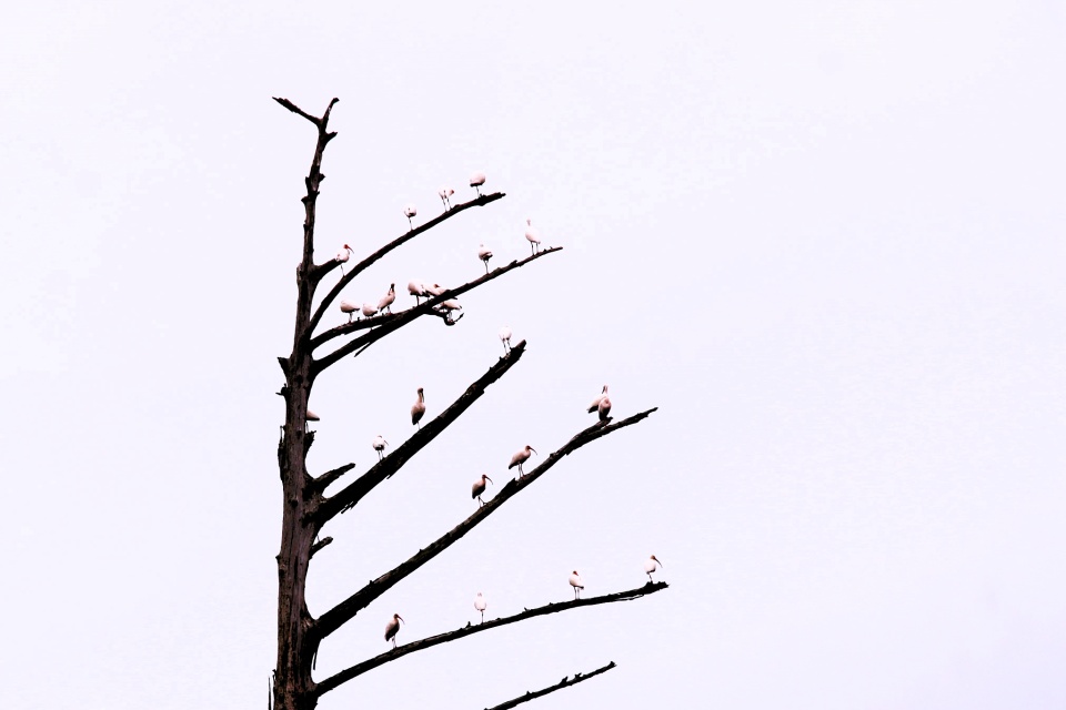 Ibis tree | MaryElizaR | Blipfoto