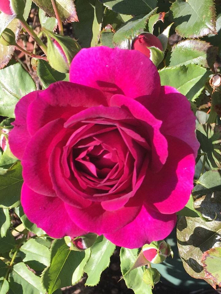 Rose | twig | Blipfoto