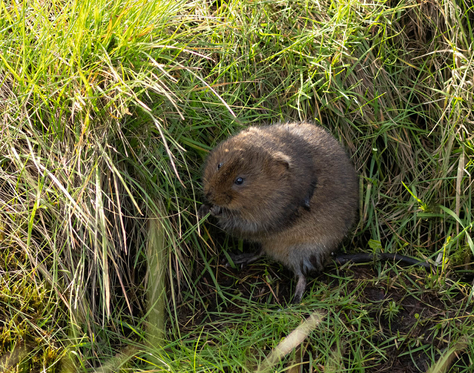 Water vole workshop | Technophobe | Blipfoto