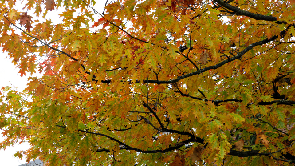 Oak Tree | lindee | Blipfoto