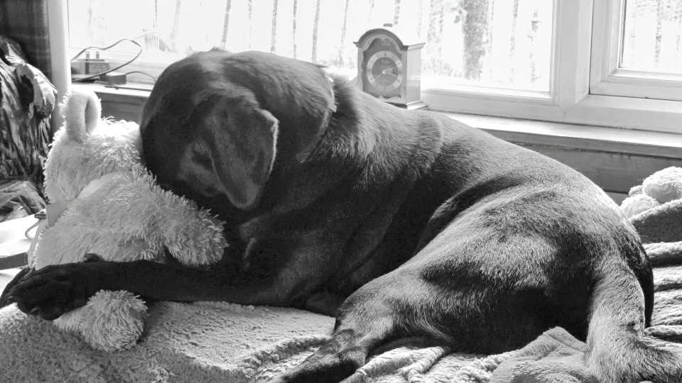 Peek a boo | snapper | Blipfoto