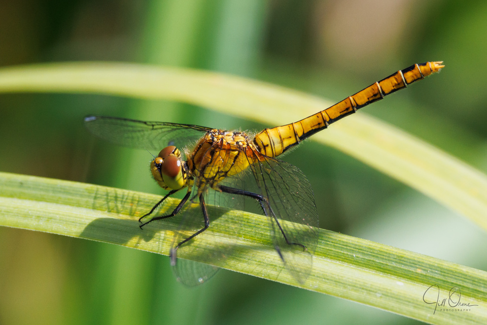 Warm | JDO | Blipfoto