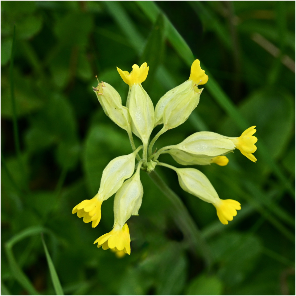 Cowslip | Hyperion | Blipfoto