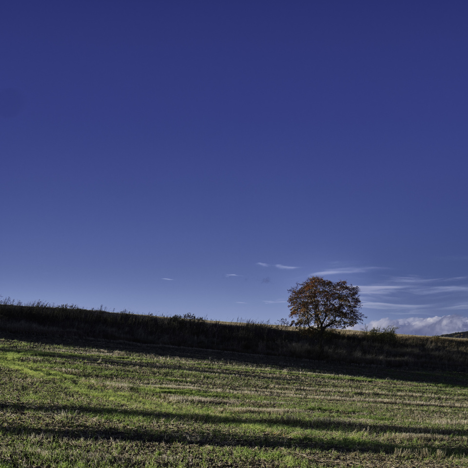 Automn tree | Terje | Blipfoto