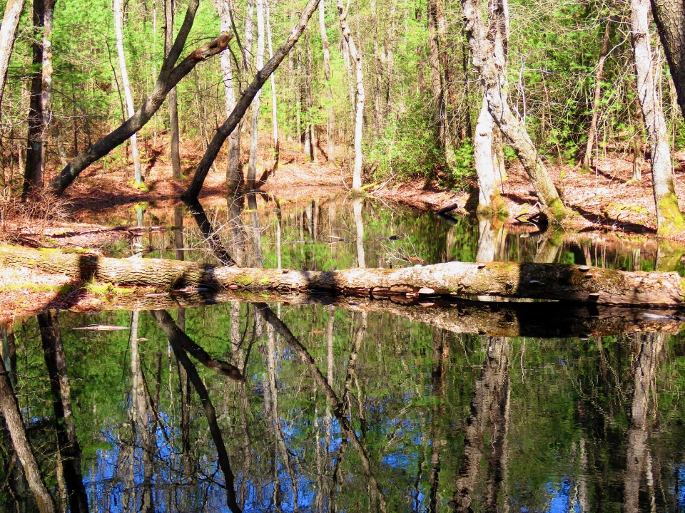 The Place of the Dancing Trees | GirlWithACamera | Blipfoto