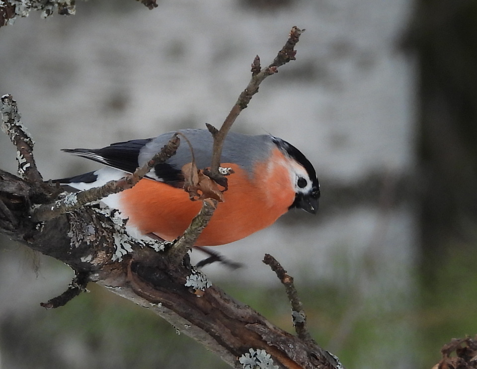 Punatulkku, Pyrrhula pyrrhula | leah | Blipfoto
