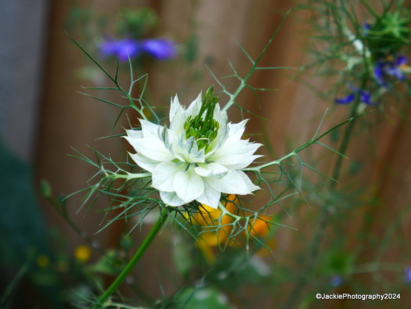 Yet another | ThingsBeautiful | Blipfoto