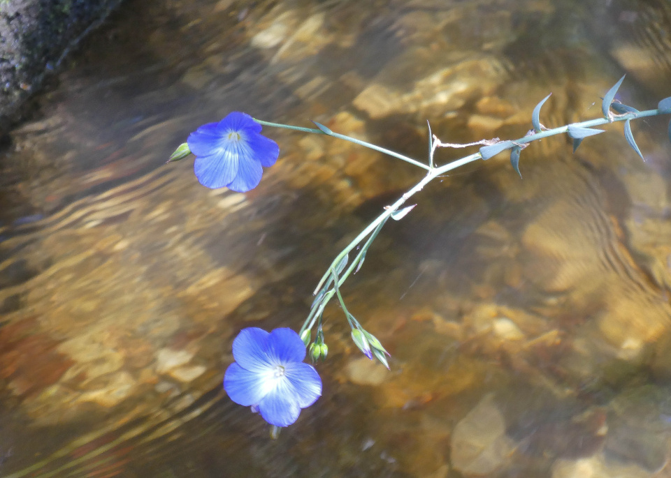 Flowers over water | Tickytocky | Blipfoto