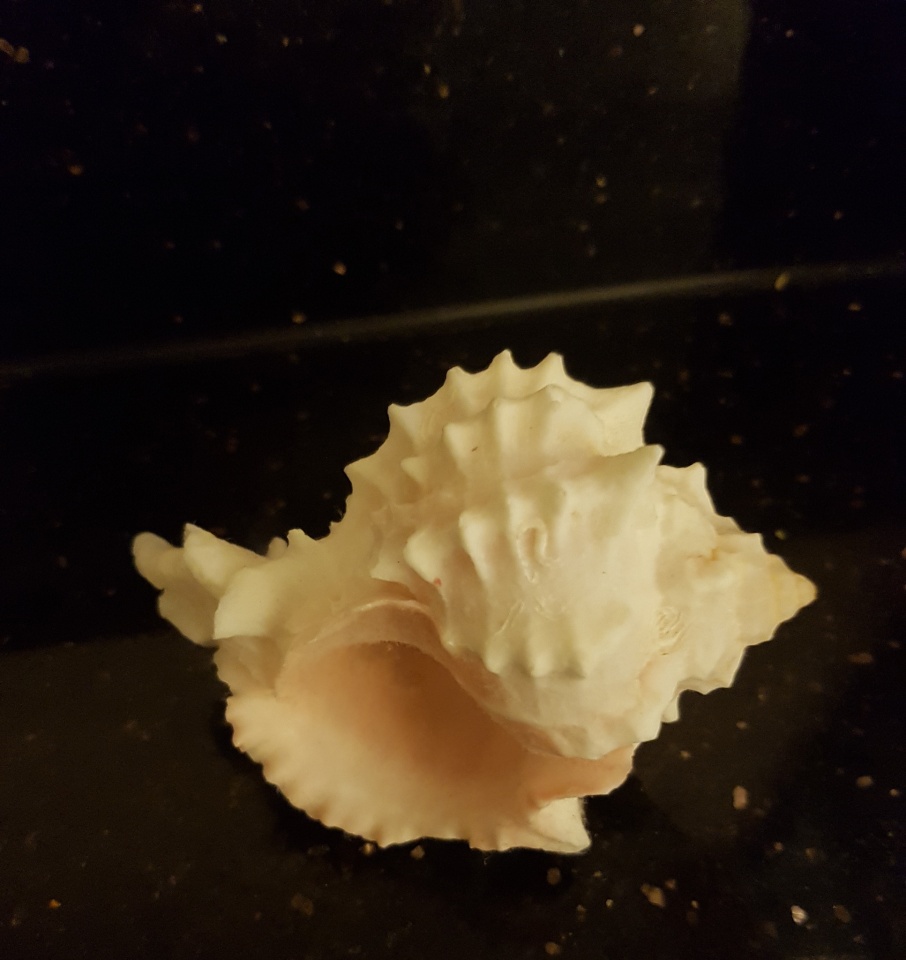 Shell | Redberry | Blipfoto