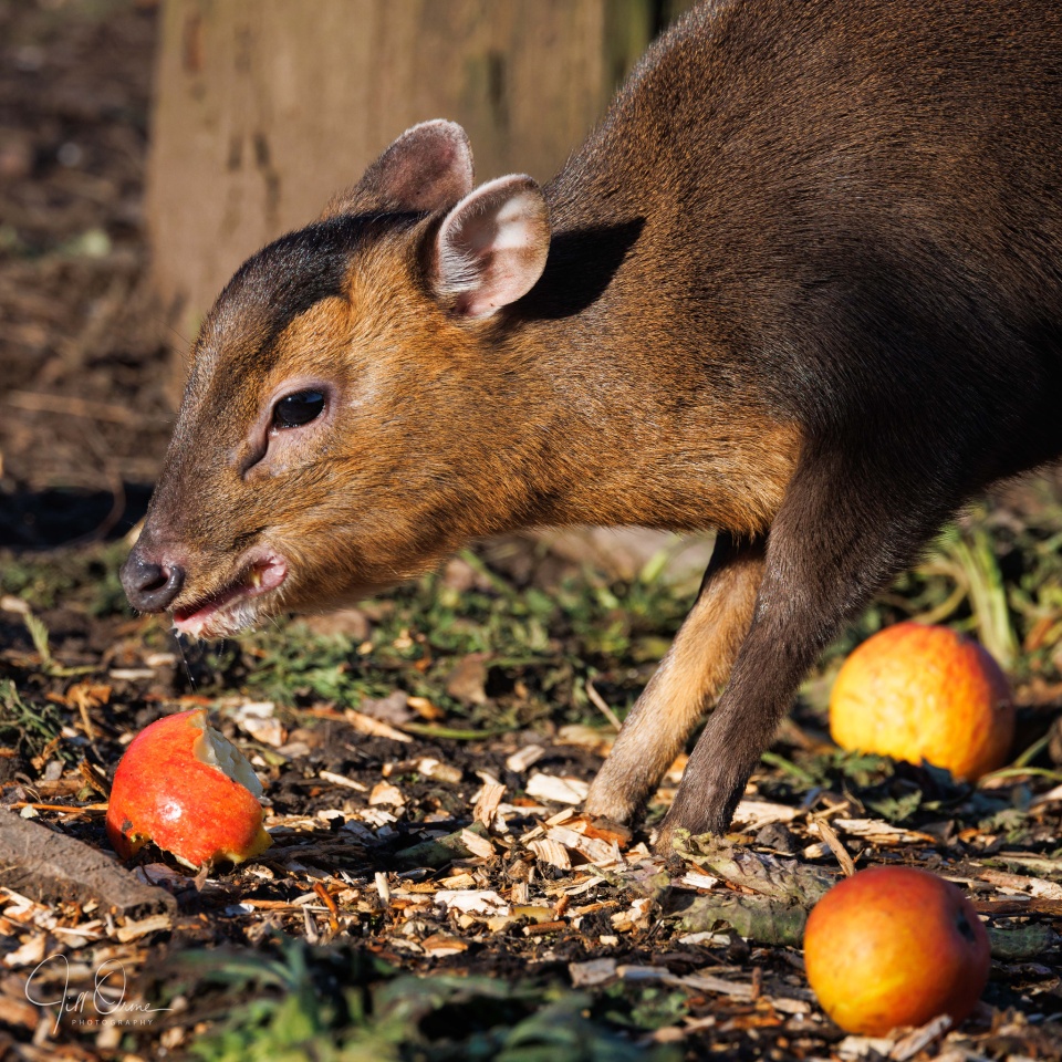 Baby | JDO | Blipfoto