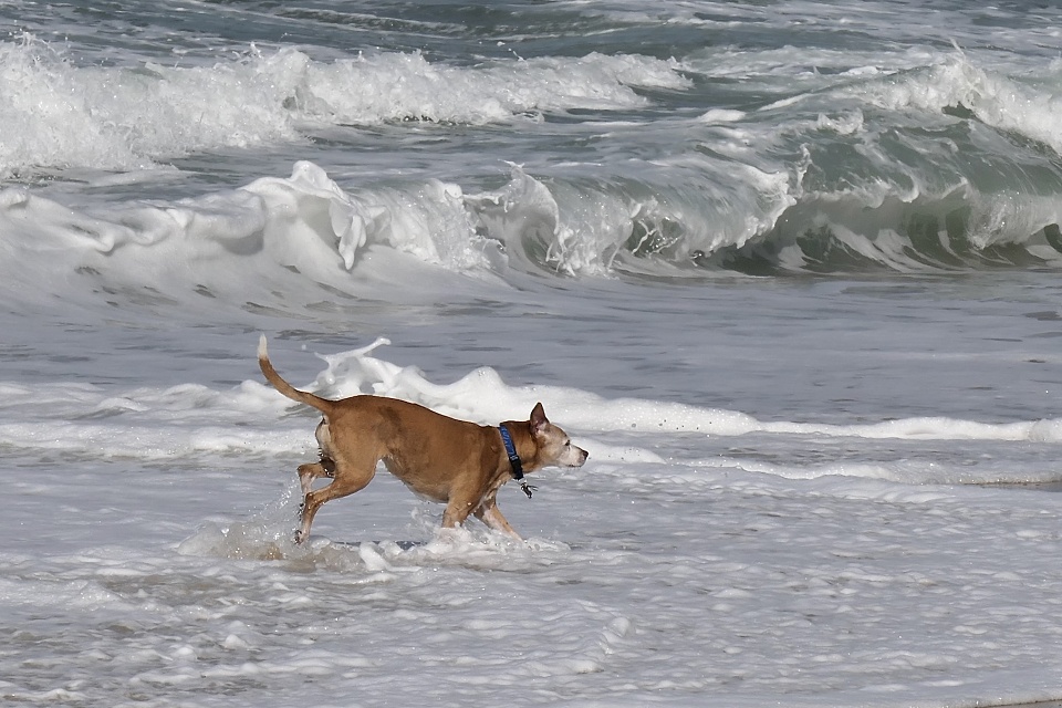 Del Mar dog beach | stillandknow | Blipfoto