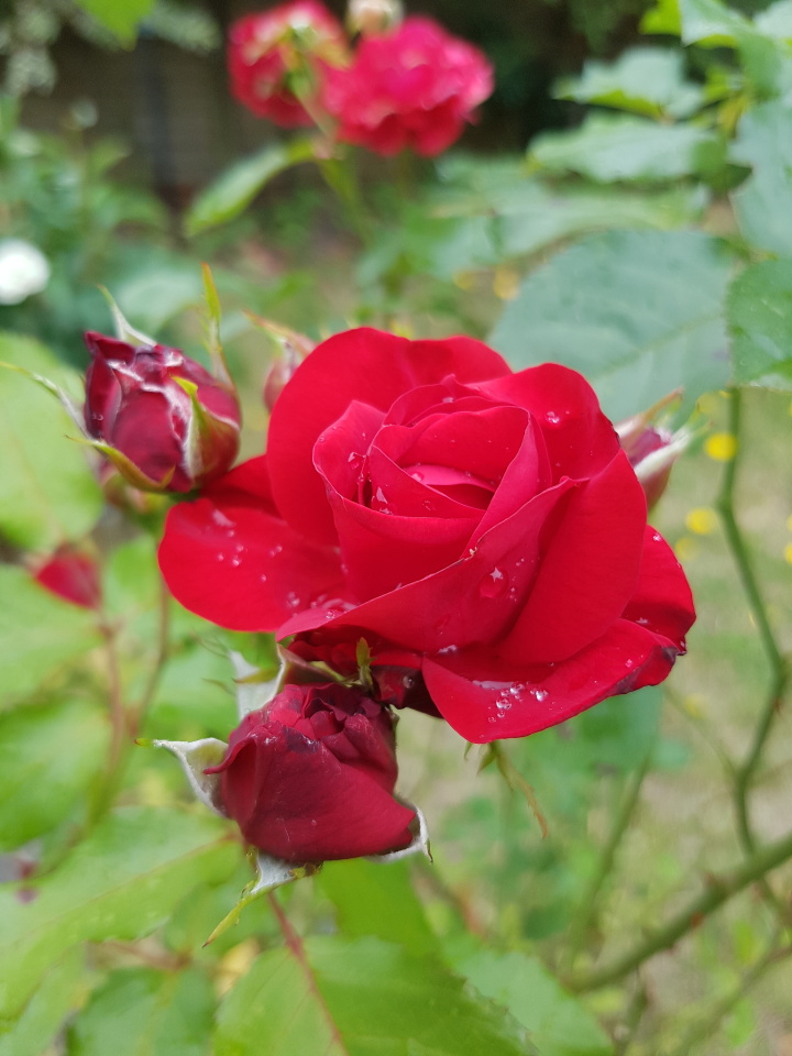 Red rose | Redberry | Blipfoto