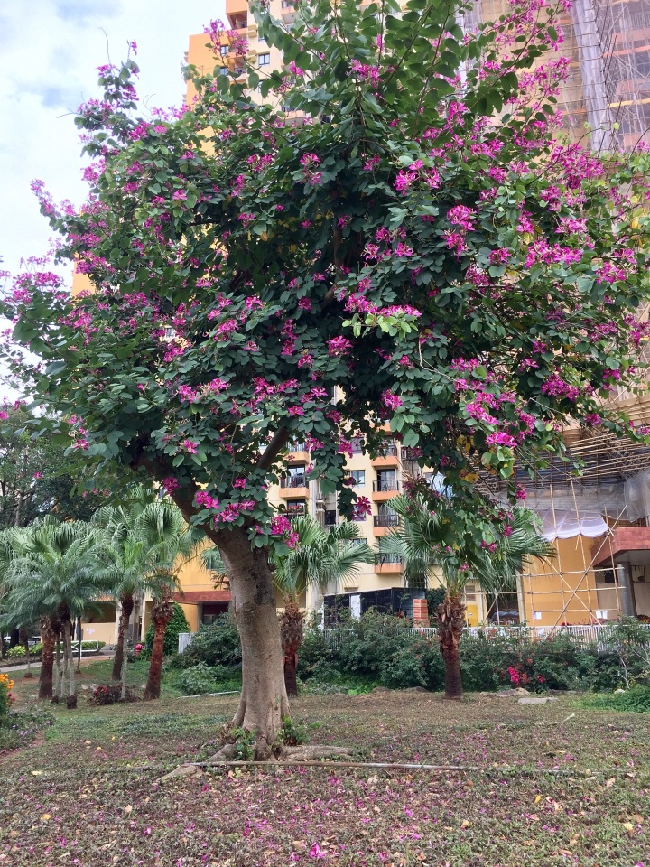 Bauhinia tree | SweetArt | Blipfoto