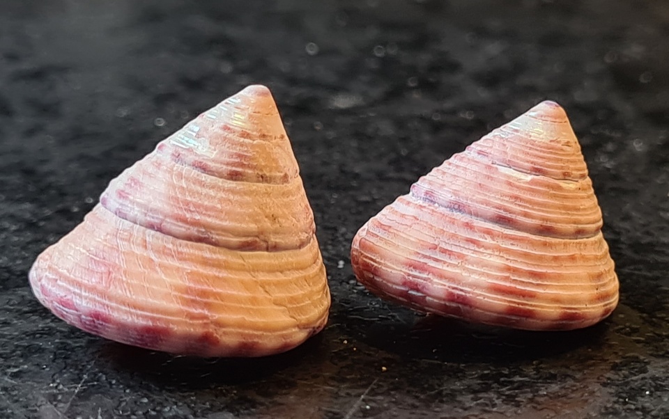 shells | EllyJay | Blipfoto