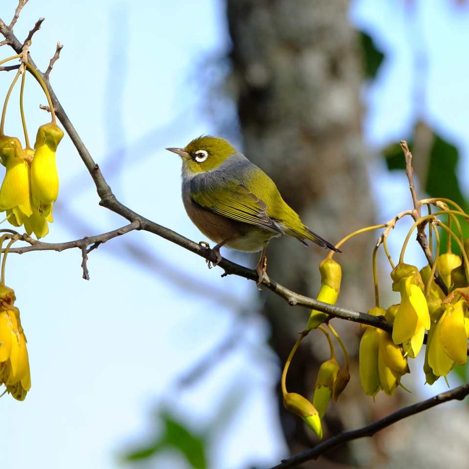 New Day In The Morning . . . Roger Whittaker | V1k1 | Blipfoto