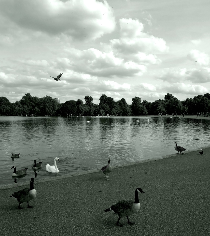avian domination... | SteveCatruvI | Blipfoto