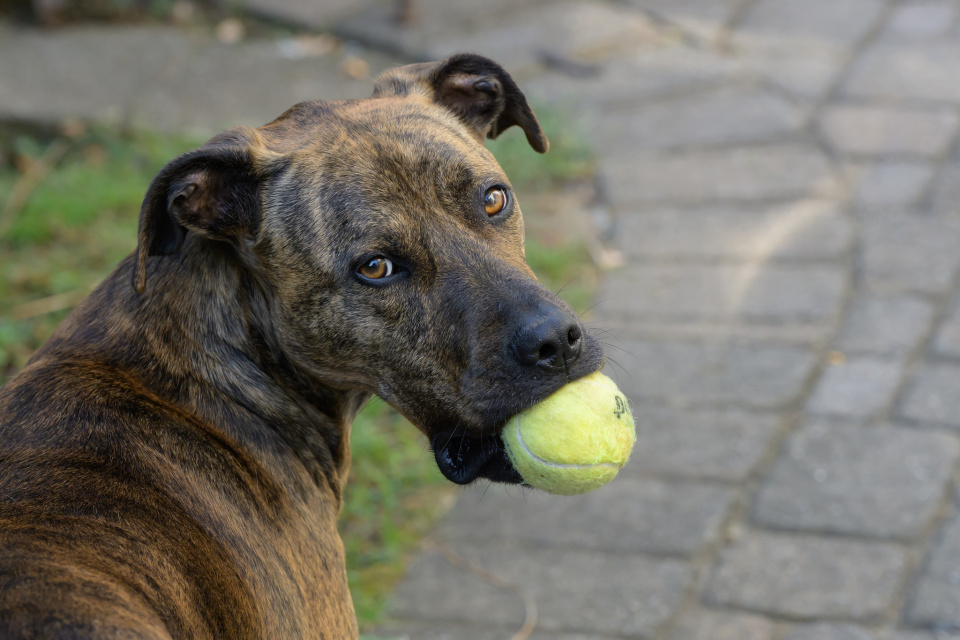 C'mon, Mom! | dbifulco | Blipfoto