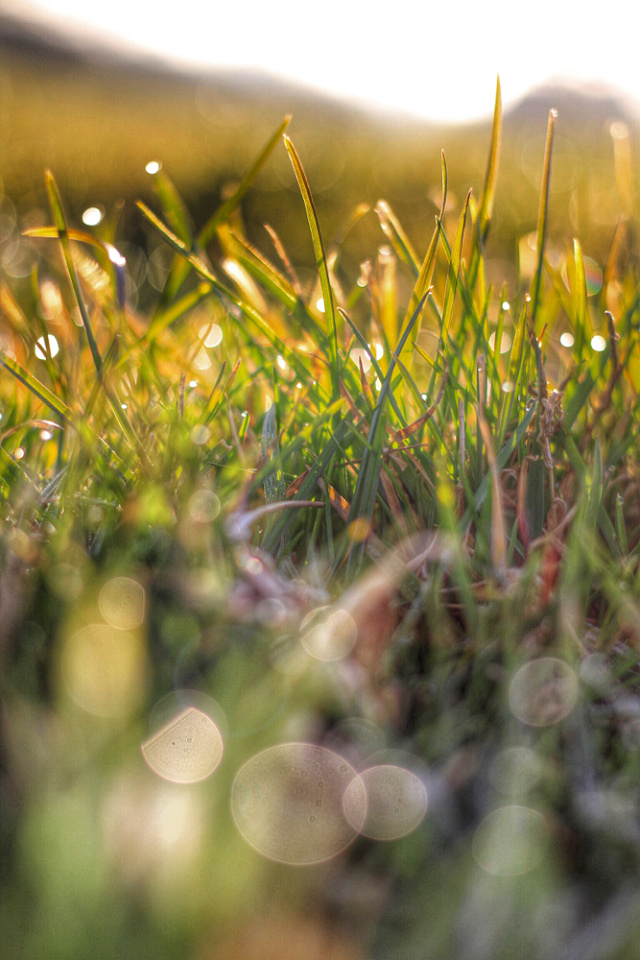 Sparkly grass | Dancingninja | Blipfoto