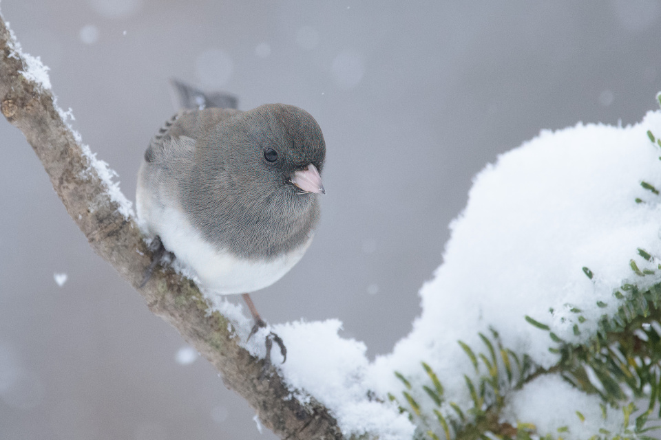Snow Birds | dbifulco | Blipfoto