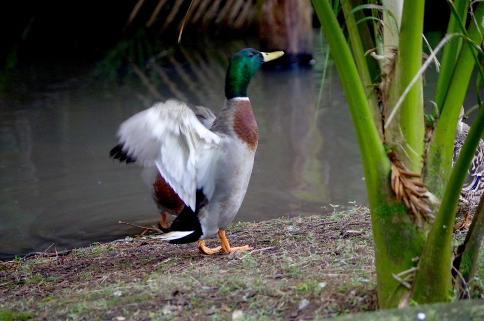 Waggling wings | waipushrink | Blipfoto