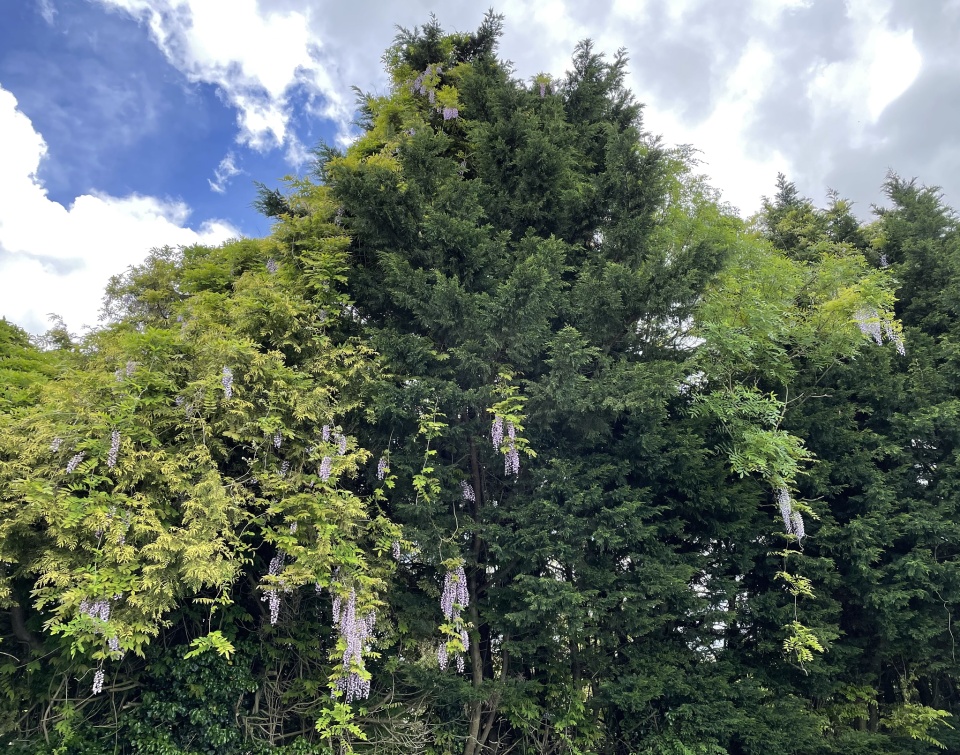 Wisteria In The Trees | Brens | Blipfoto