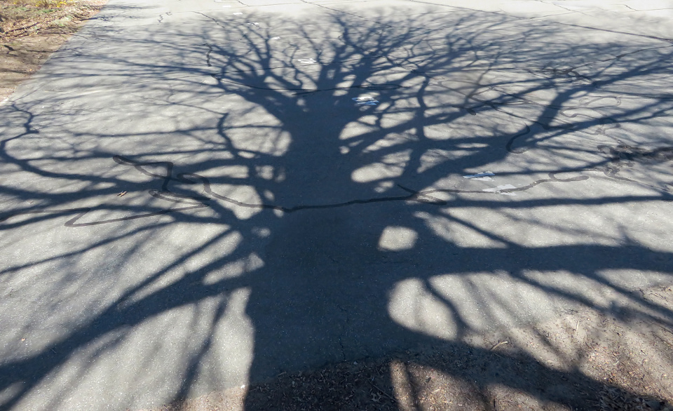 Tree Shadow | VandeGraaff | Blipfoto