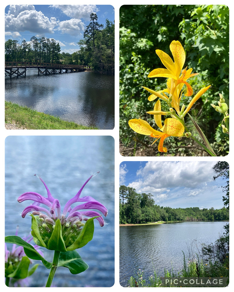 Mill pond walk | MaryElizaR | Blipfoto